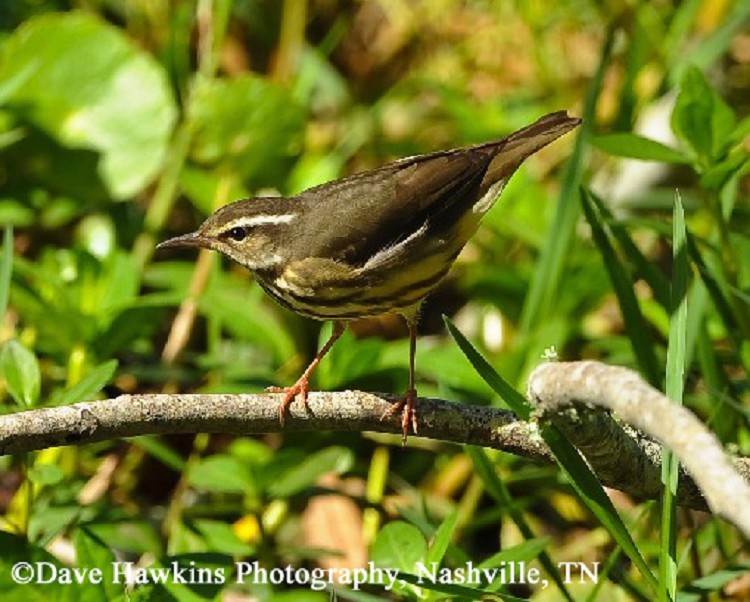 Louisiana Waterthrush | State of Tennessee, Wildlife Resources Agency