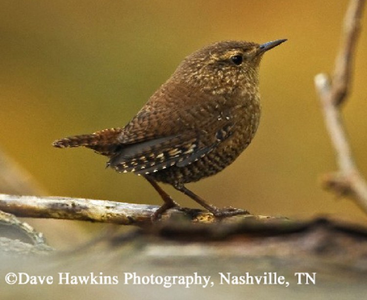 Winter Wren | State of Tennessee, Wildlife Resources Agency