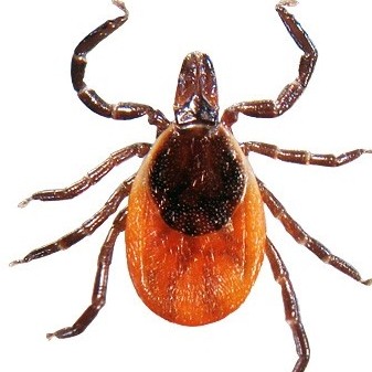 black legged tick