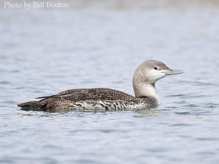 common loon coloring page