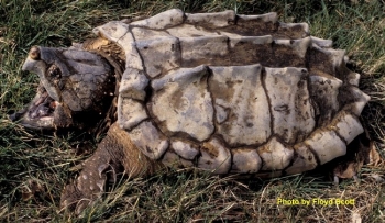 Alligator Snapping Turtle | State of Tennessee, Wildlife Resources Agency